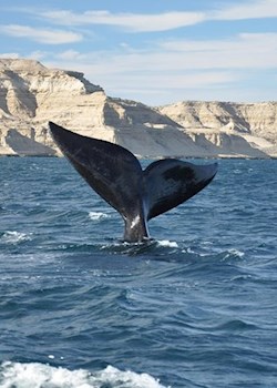 Lootke | Explore the deep blue wonders of the Península Valdés - Valdes ...